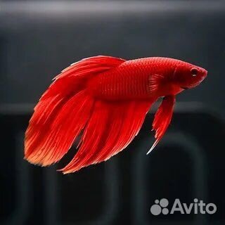 Аквариум с рыбками и лягушками