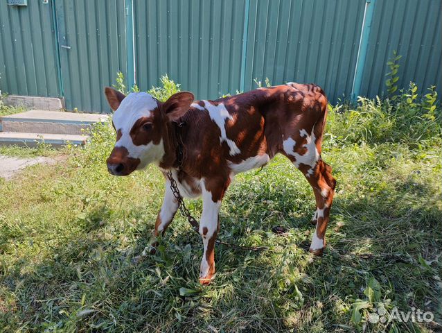 Телята телочки