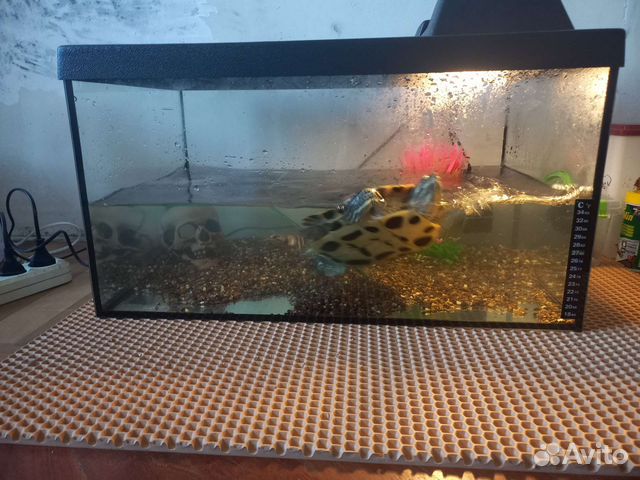 Террариум для черепахи