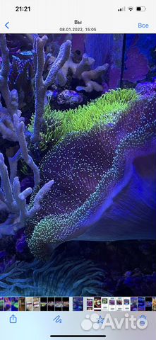 Саркофитон мягкий коралл