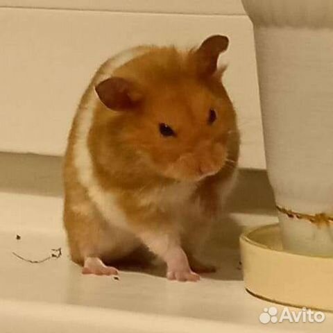 Хомяк на вязку