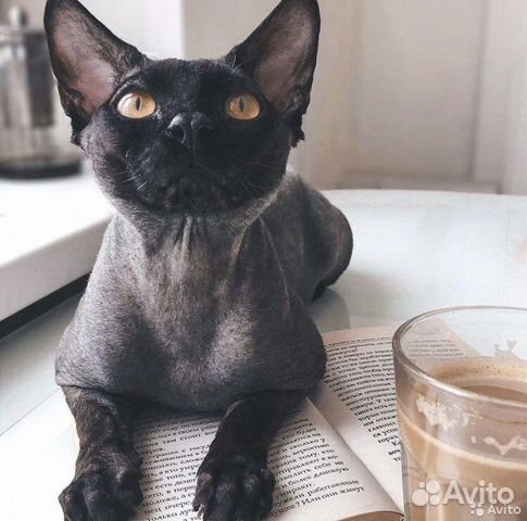 Сфинкс Донской