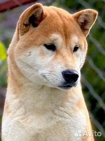 Сиба Ину мальчик 9 месяцев