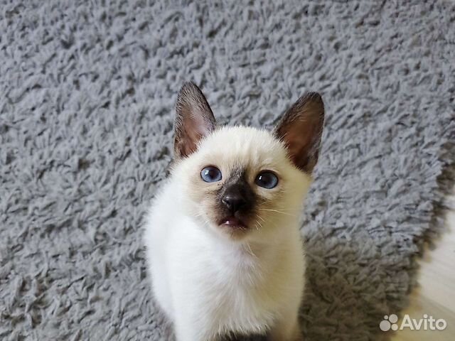 Сиамские котята