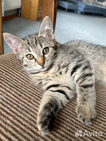 Котёнок ищет дом