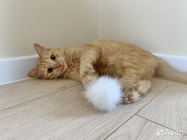 Молодой, игривый котик, возраст около года