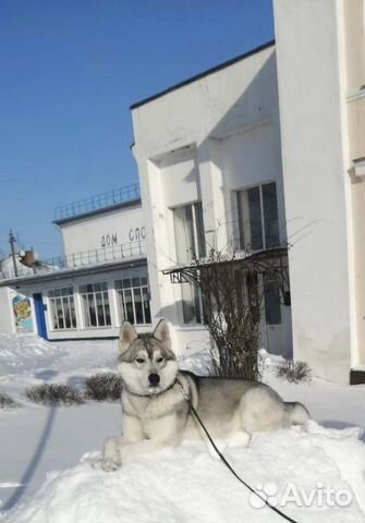 Собаки хаски