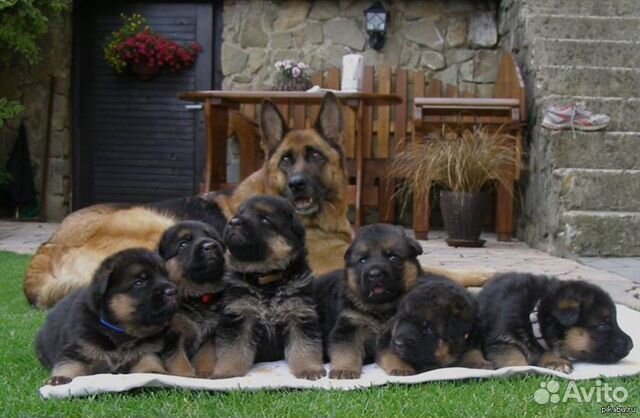 Чистокровные дрессированные овчарки немцы-щенки
