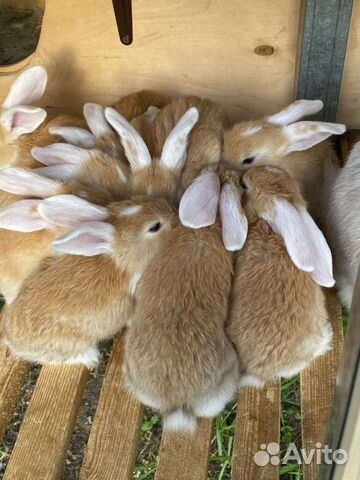Крольчата крупных мясных пород