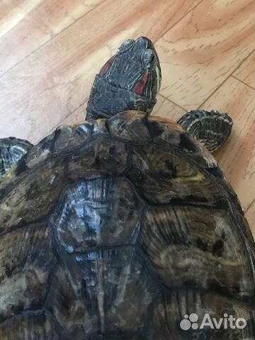 Черепаха пресноводная