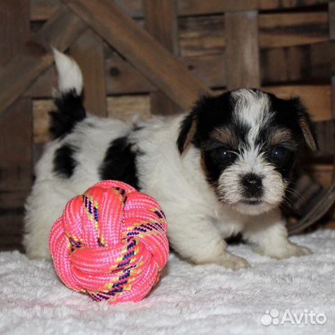 Бивер чистокровные щеночки