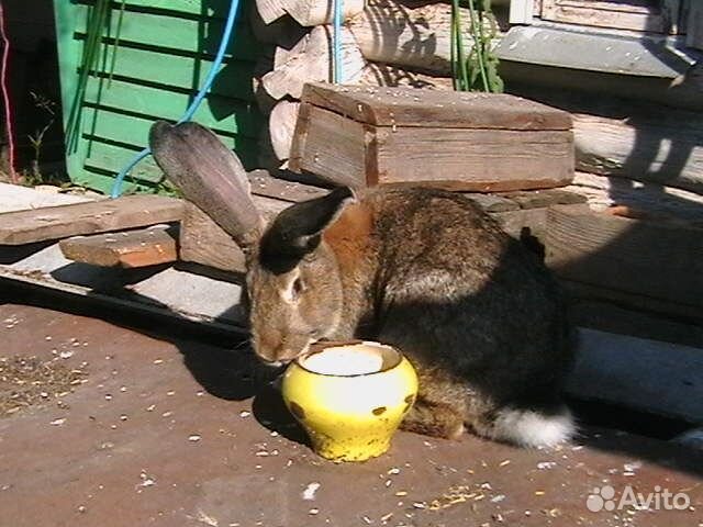 Кролики фландр