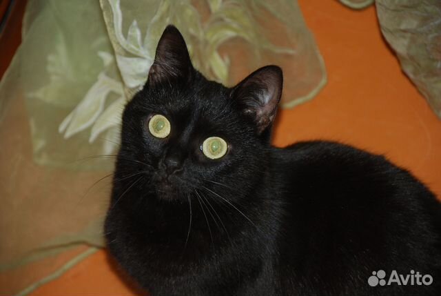 Кисуня в ответственные руки