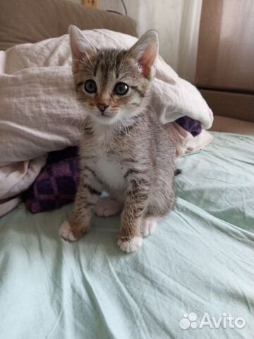 Озорные котятки