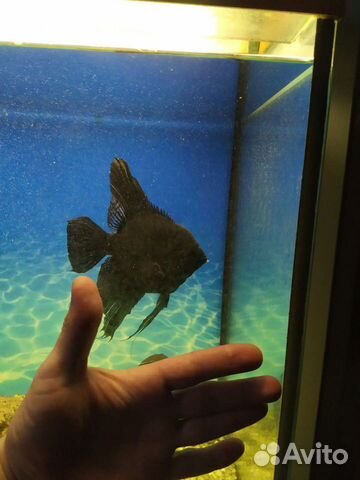 Аквариумные рыбки отдам бесплатно