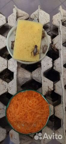 Сверчки кормовые живые