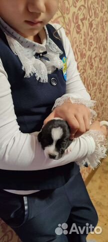 Щенки помесь джек рассел терьер и дворняжка