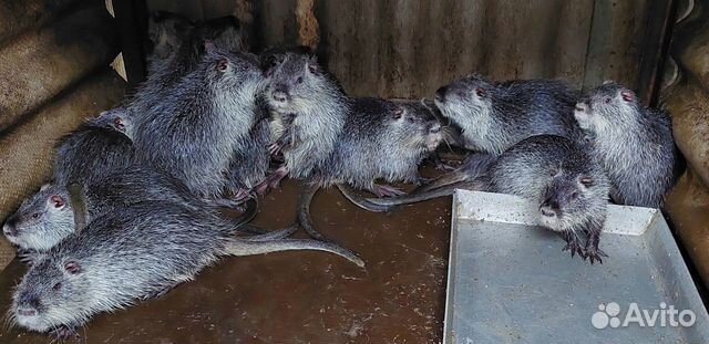 Нутрии на племя