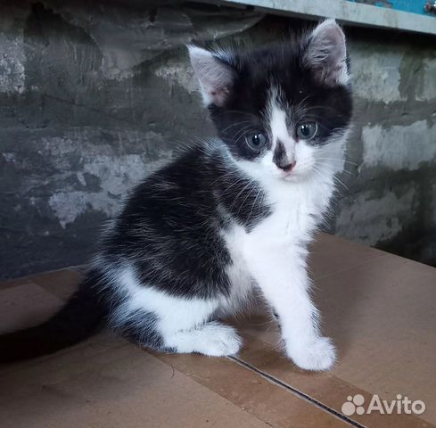 Кошки в добрые руки бесплатно