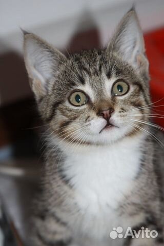 Котенок 2мес