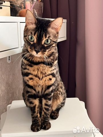 Бенгальская кошечка 1 год