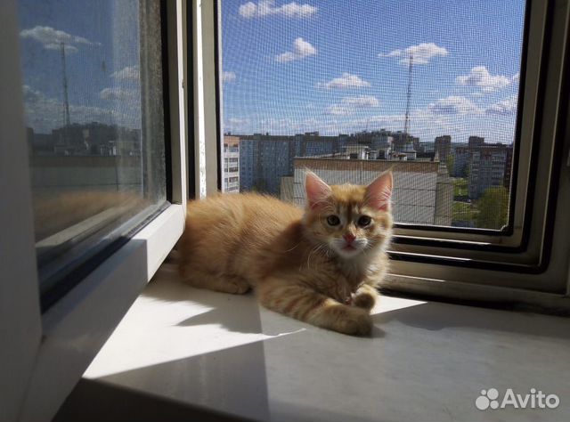 Полусибирская лапочка