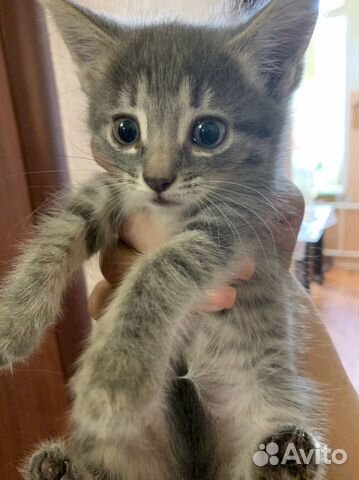 Котята в добрые руки бесплатно