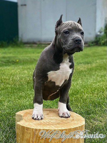 Щенки американского стаффтерьера голубого окраса