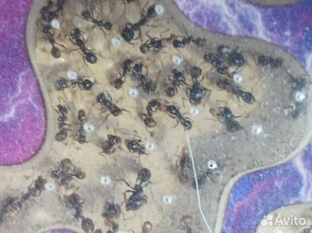 Продам формикарий бу