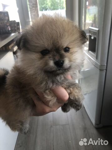 Померанский шпиц девочка