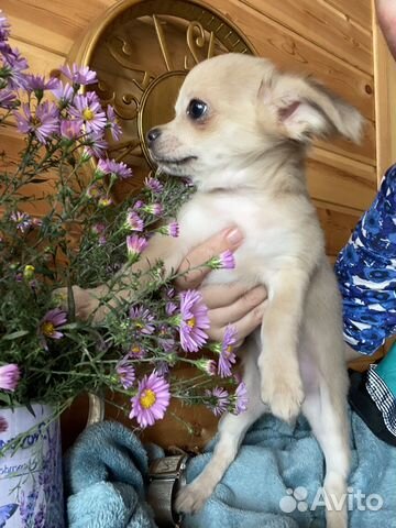 Мальчишка чихуахуа