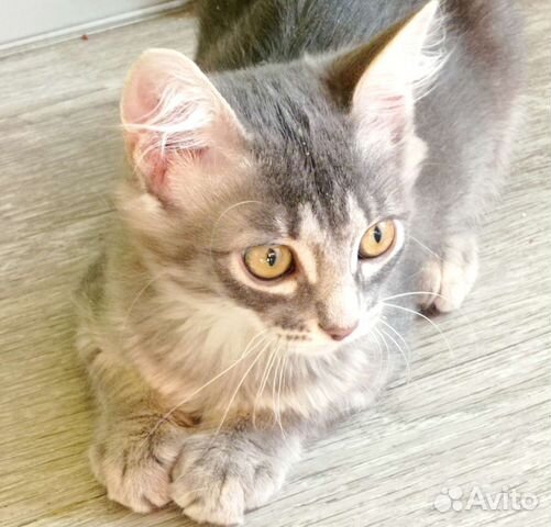Кеша, юный кот, 3,5 мес