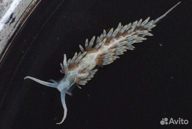 Бергия для морского аквариума