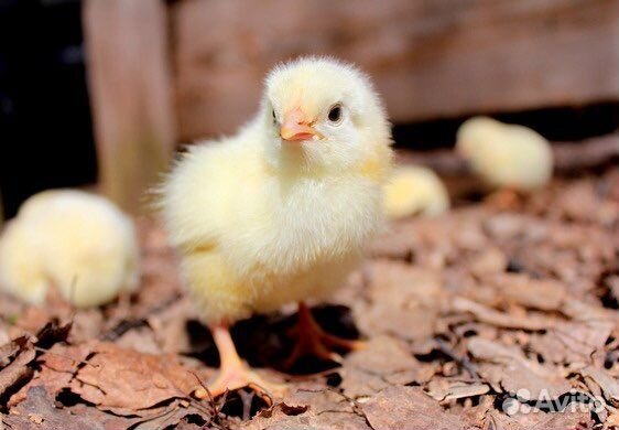 Цыплята бройлеры суточные