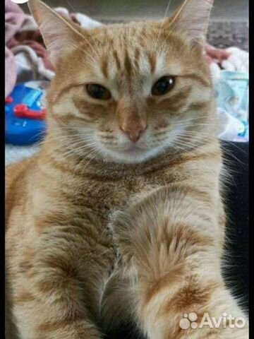 Милый рыжий котик
