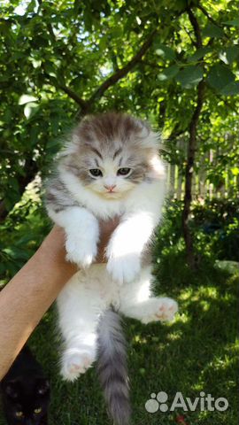 Шотландская - Скотиш Хайленд Фолд