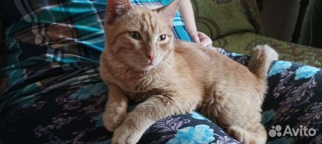 Чудесный кот в Добрые руки