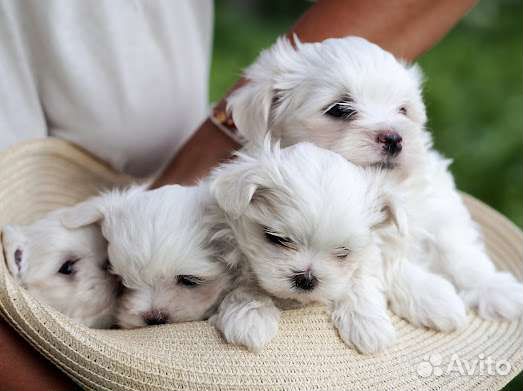 Мальтийская болонка mini