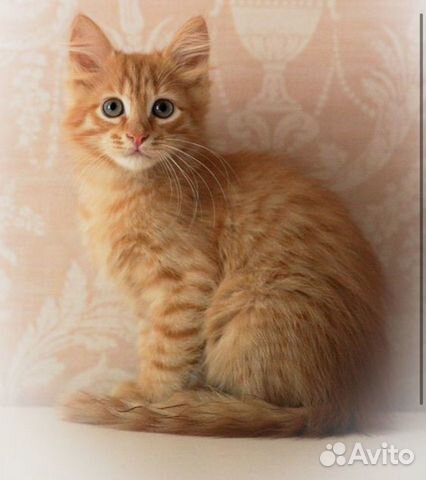 Котенок мальчик в добрые руки бесплатно