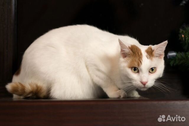 Котик Себастьян в добрые руки