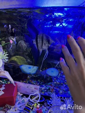 Скалярии пара