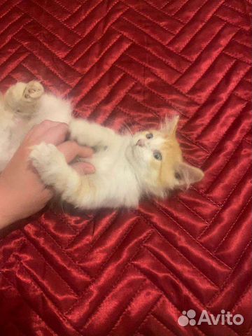 Пушистый котенок 2 месяца