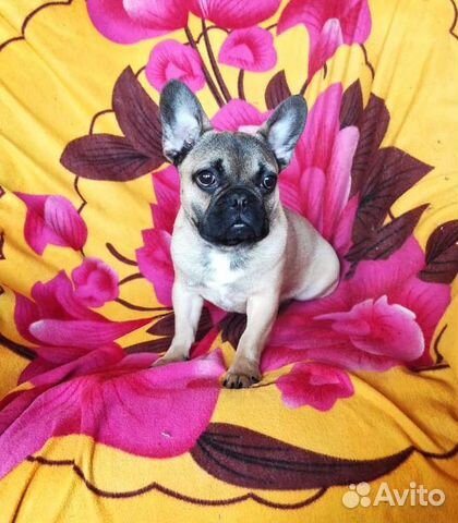 Французики