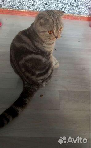 Шотландская вислоухая