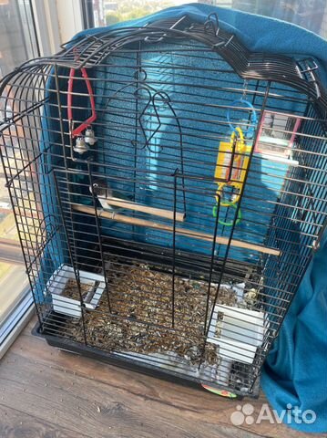 Попугай с клеткой в добрые руки