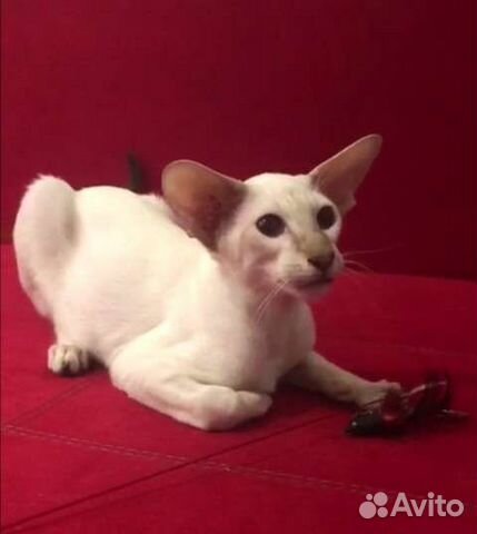 Ориентальная