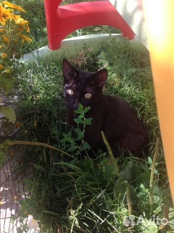 Красивый черный котик в поисках нового дома