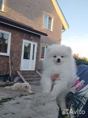 Померанский шпиц мини девочка