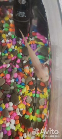 Аксолотль с аквариумом