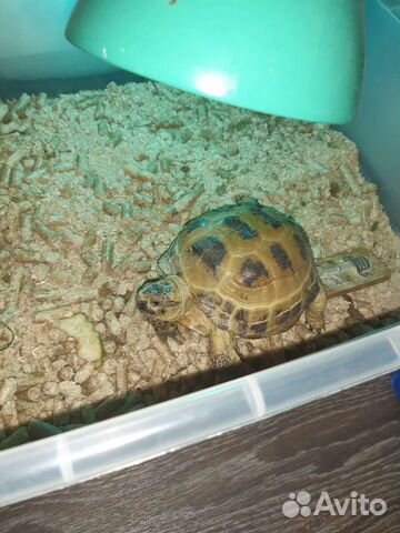 Черепаха сухопутная